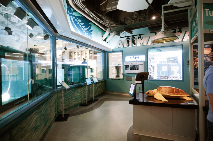 Sea Turtle Care Center Connects Children with Conservation Efforts ...